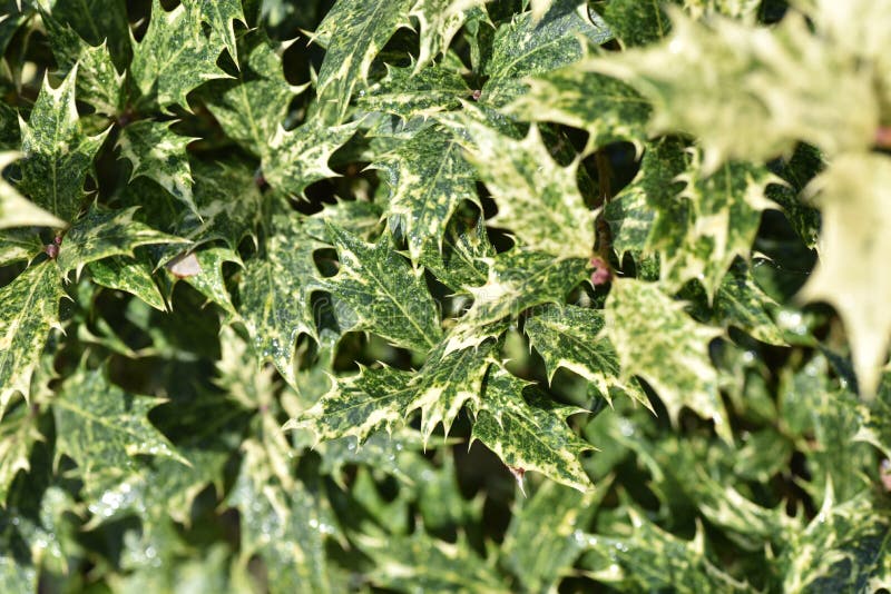 Holly stock photo. Image of maple, leaves, summer, drop - 53337302