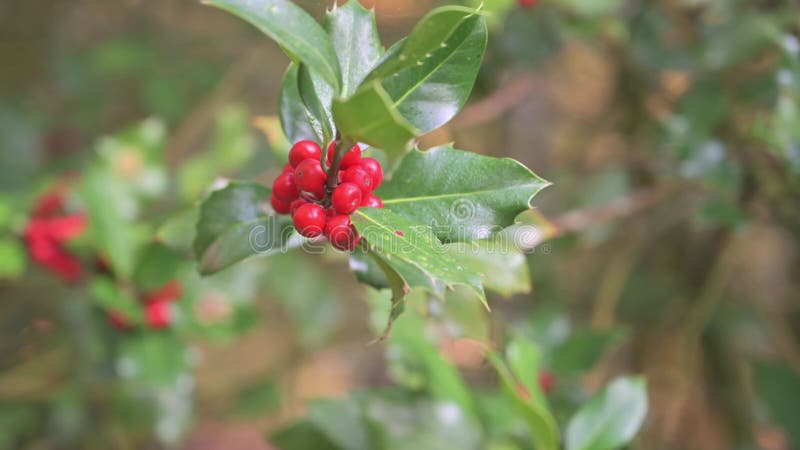 Holly with Red Berries on a Branch in Autumn Stock Footage - Video of ...