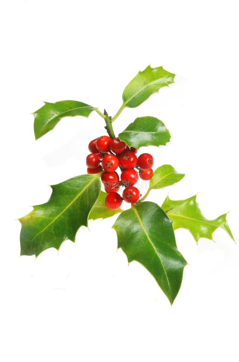 3,080 Holly Sprig Pasties Stock Photos - Free & Royalty-Free Stock ...