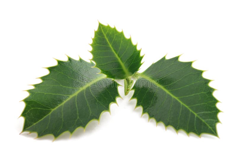 Holly sprig stock image. Image of ruscus, branch, natural - 34778497