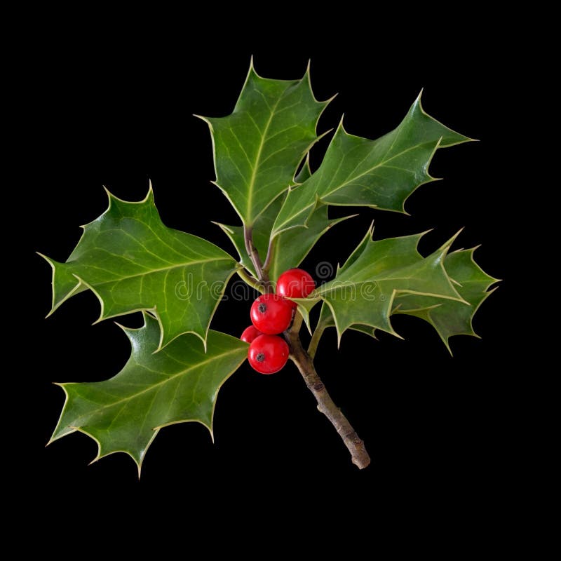 Holly Spring on Black with Berries. Stock Image - Image of evergreen ...