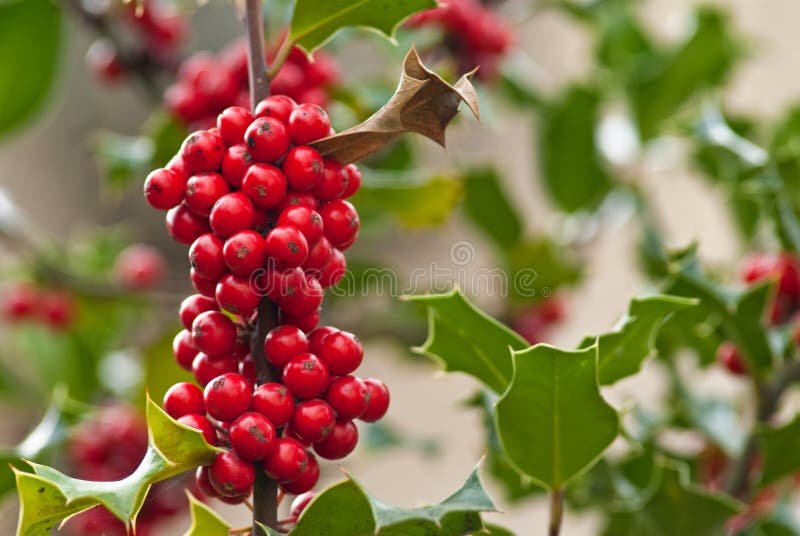 Holly tree stock photo. Image of prickly, fruit, naturalbeauty - 27381644
