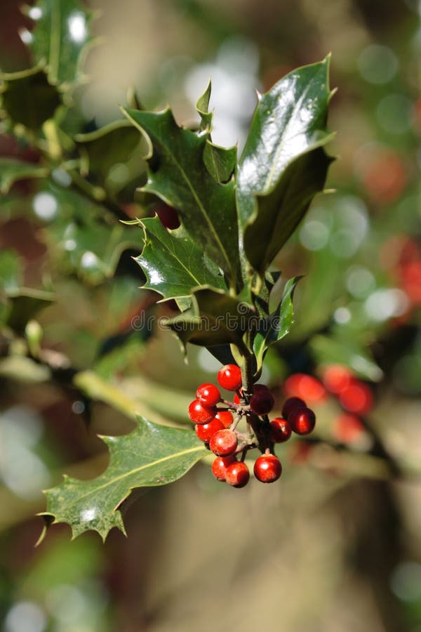 Holly Tree Branch Isolated on White Stock Photo - Image of isolated ...
