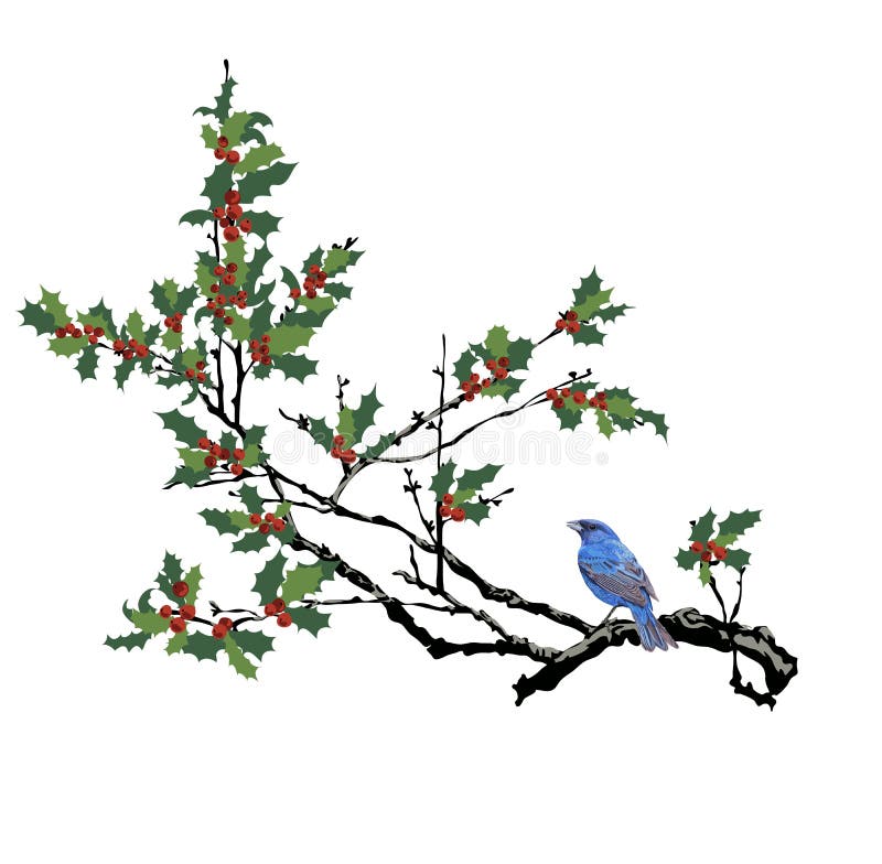 The Holly Tree with the Blue Bird. Isolated Bird on Tree Branch Stock ...