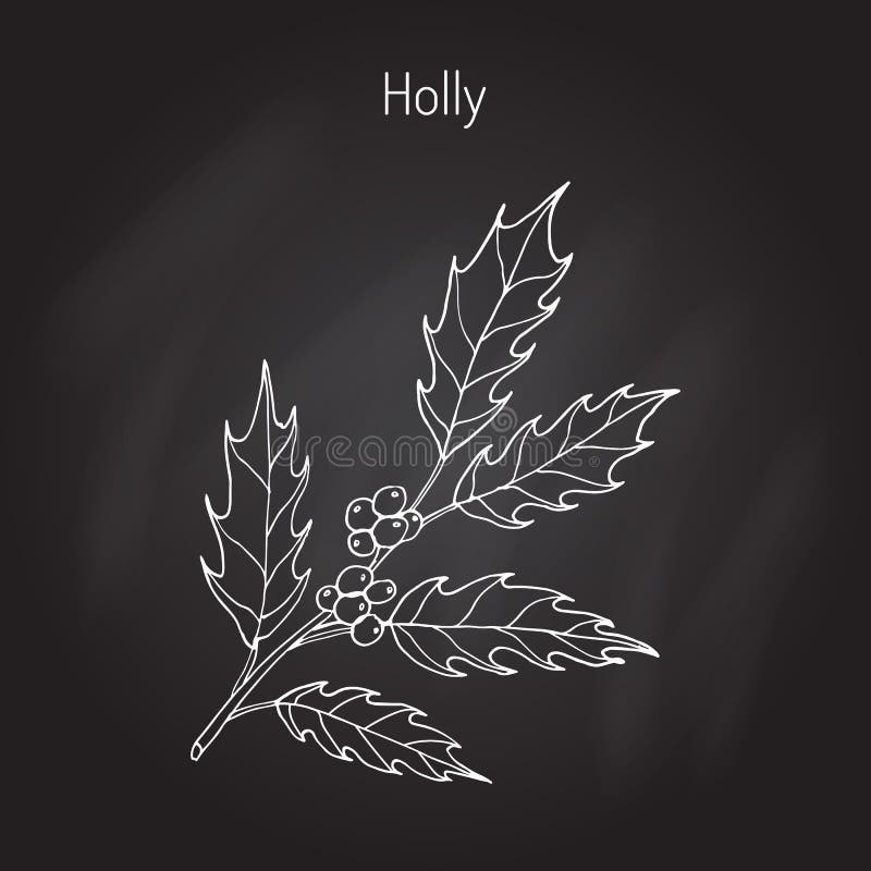 Holly tree branch stock vector. Illustration of holly - 78833809