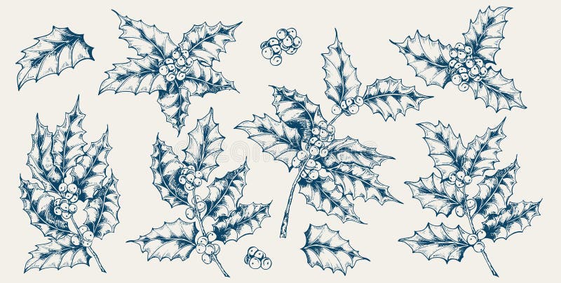 Holly Tree Branches, Hand Drawn Vector Line Art Illustration Stock ...