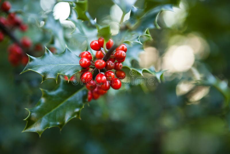 Holly tree stock image. Image of christmas, tradition - 47465775