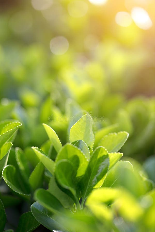 Holly Tree Growing Outdoors in Spring Stock Photo - Image of growth ...