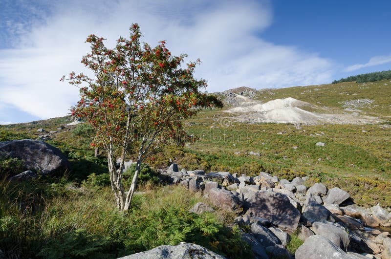 Holly Tree in the Irish Landscape Stock Photo - Image of attraction ...