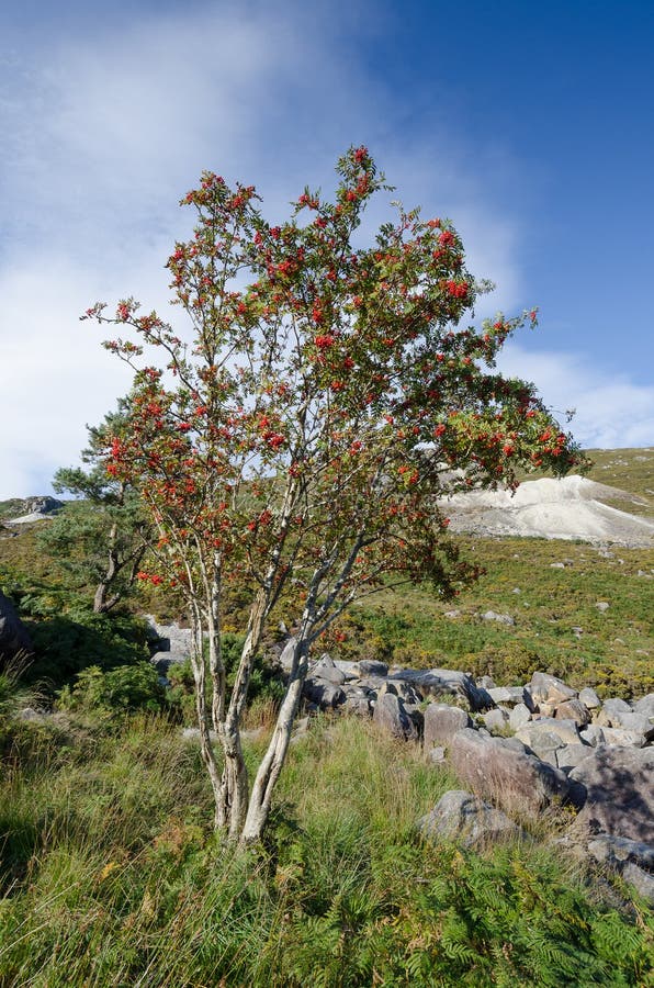 Holly Tree in the Irish Landscape Stock Image - Image of river, stream ...