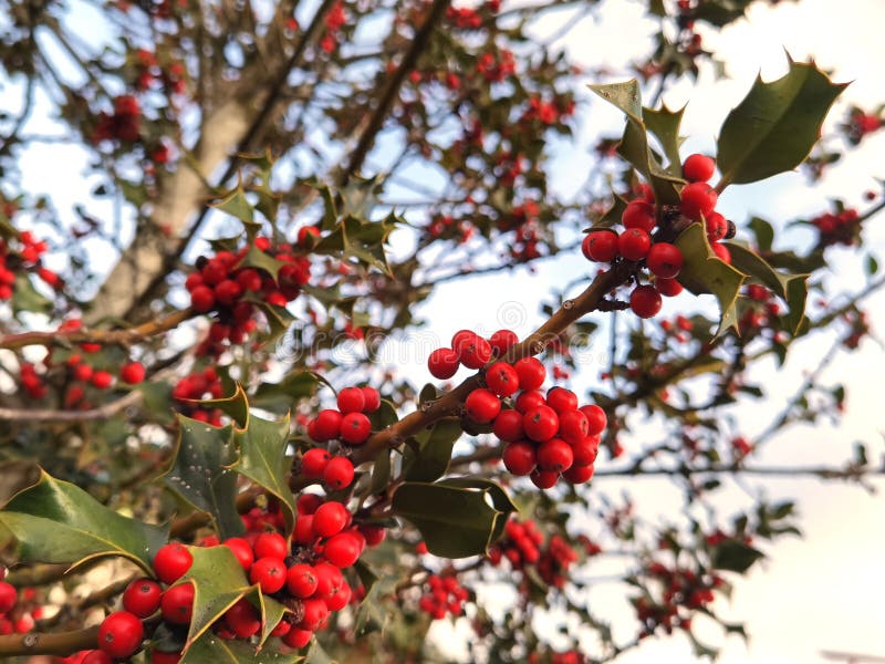 The holly and Christmas stock image. Image of holly - 278305531