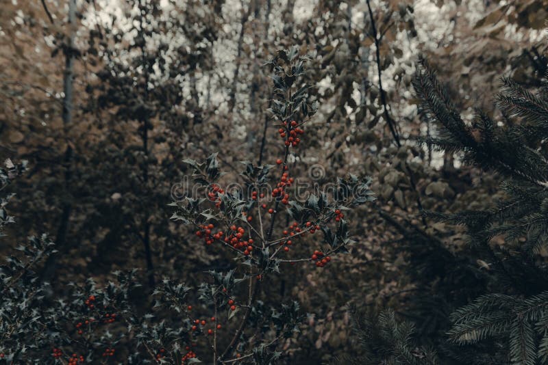 Holly Tree with Red Berries in the Autumn Season Stock Photo - Image of ...