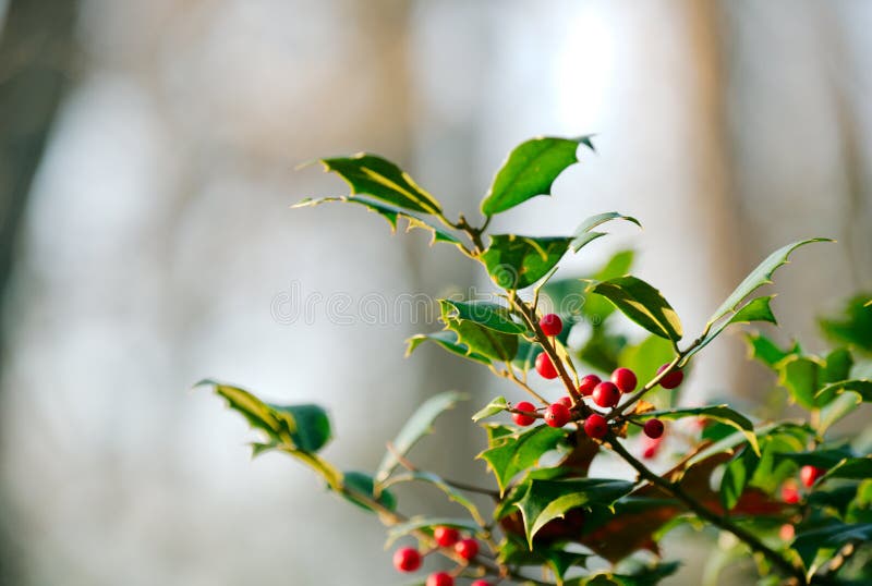 Holly Tree with Red Berries Stock Image - Image of holly, beautiful ...