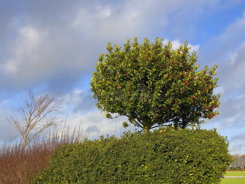 Holly Tree with Red Berries Stock Photo - Image of hedge, hedgerows ...