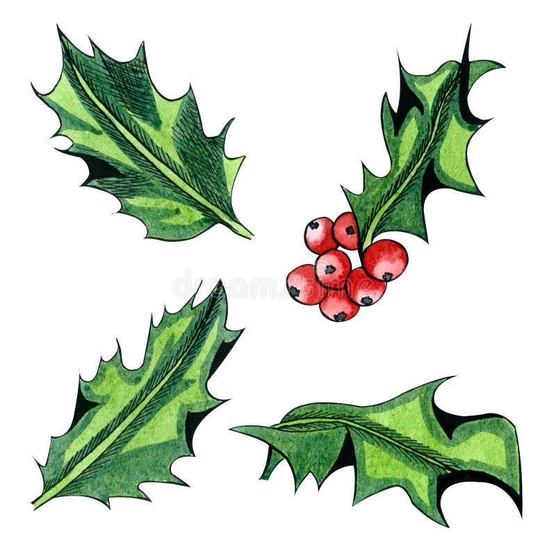 Holly Tree Twig with Green Leaves and Red Berries. Stock Illustration ... Holly Tree Twig with Green Leaves and Red Berries. Stock Illustration ...