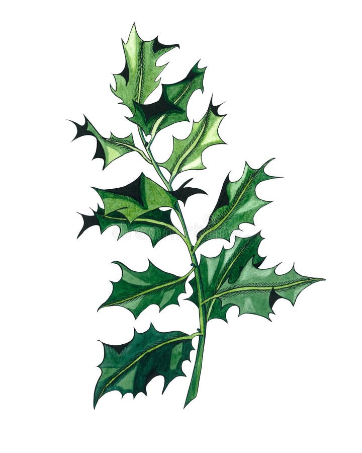 Holly Tree Twig with Green Leaves and Red Berries. Stock Illustration ... Holly Tree Twig with Green Leaves and Red Berries. Stock Illustration ...