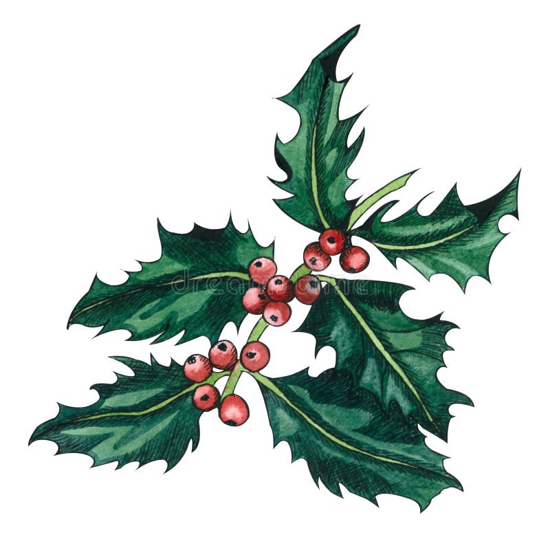 Holly Tree Twig with Green Leaves and Red Berries. Stock Illustration ... Holly Tree Twig with Green Leaves and Red Berries. Stock Illustration ...