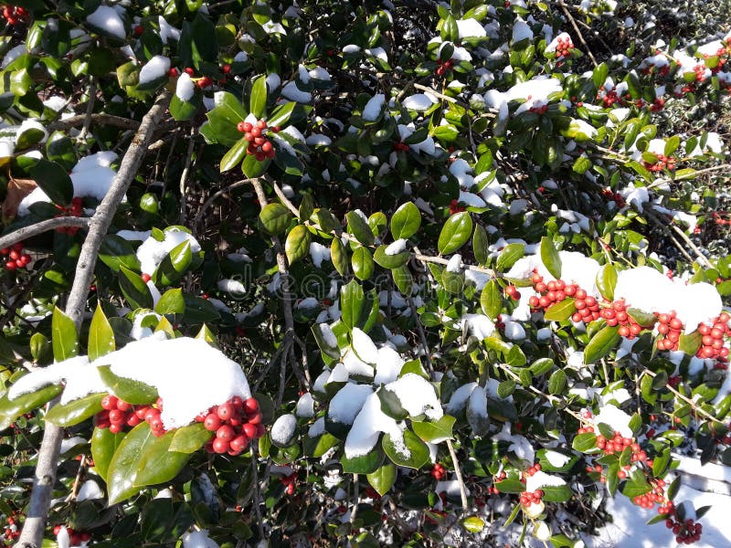 Holly in winter stock photo. Image of bush, snow, christmas - 106099858
