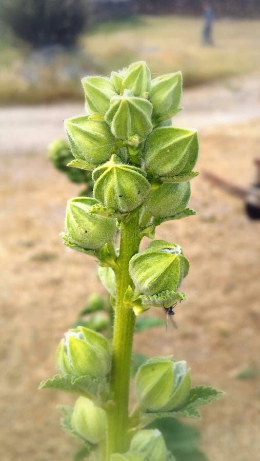 Hollyhock stock image. Image of stalk, buds, nature, single - 52488769