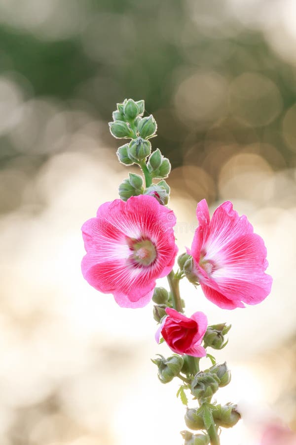 Hollyhock Flower on Bokhe Background Stock Photo - Image of flora ...
