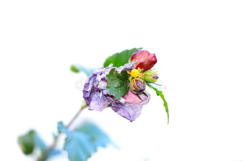 Hollyhock Flower Bud on White Background Stock Photo - Image of ...
