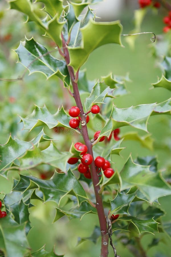 Hollyhock, Ilex with Red Berries Stock Image - Image of sting, leaf ...