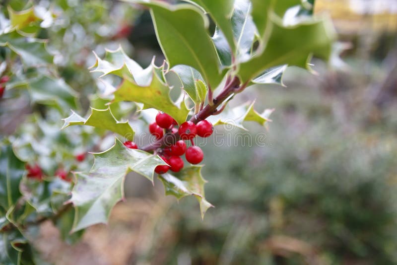Hollyhock, Ilex with Red Berries Stock Photo - Image of decoration ...