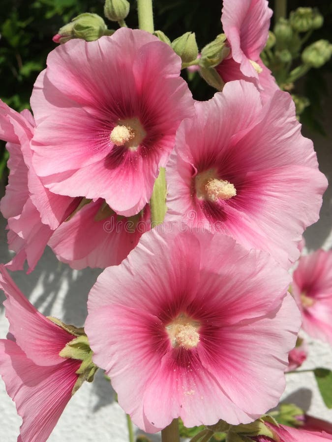 Hollyhock Lcea Althea Rosea Stock Photo - Image of pink, althea: 18461944