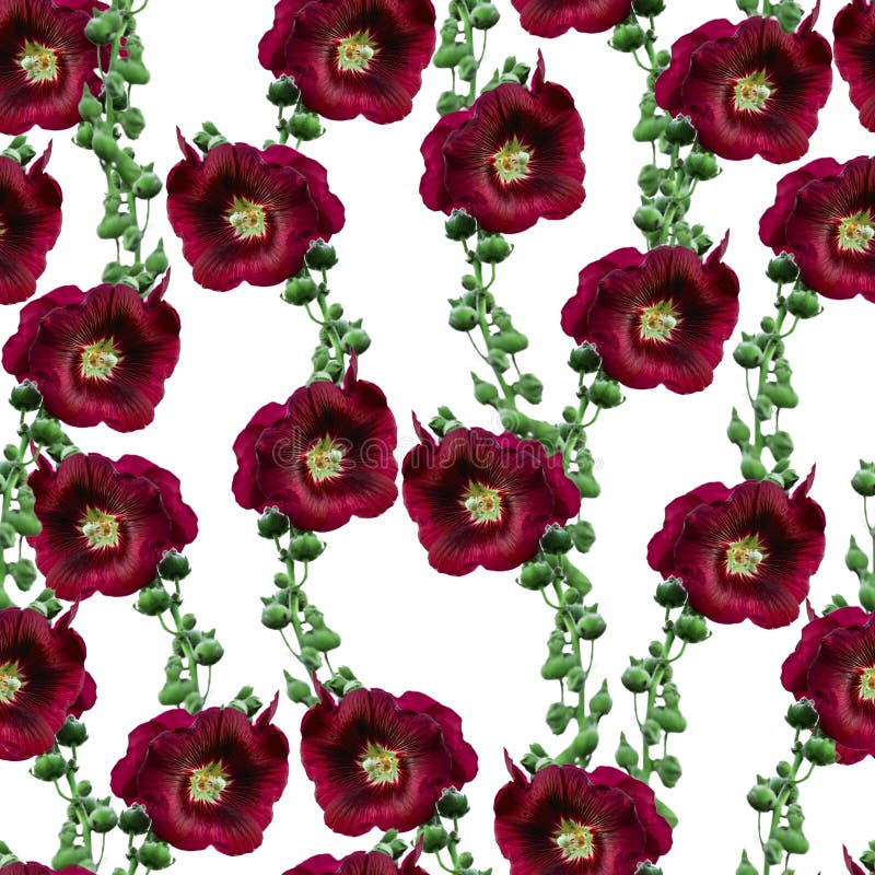 Hollyhock Maroon Flowers with Stems Seamless Pattern Stock Image ...