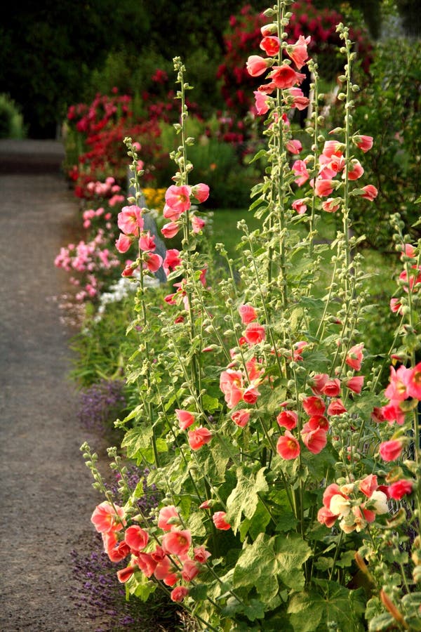 Flowering Hollyhocks Against a Blue Sky Stock Photo - Image of ...