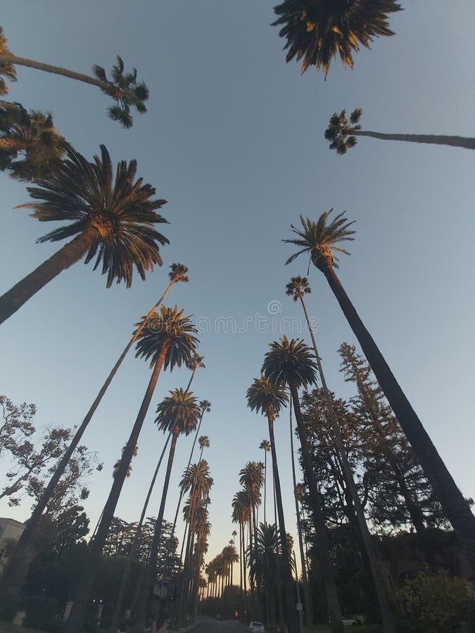 Hollywood Sunset Drive stock photo. Image of chill, california - 176710252