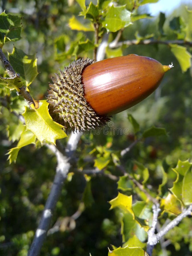 Eikel in Holm Eik, Bos in Utiel, Spanje Groene Bladboom Met Kleine ...