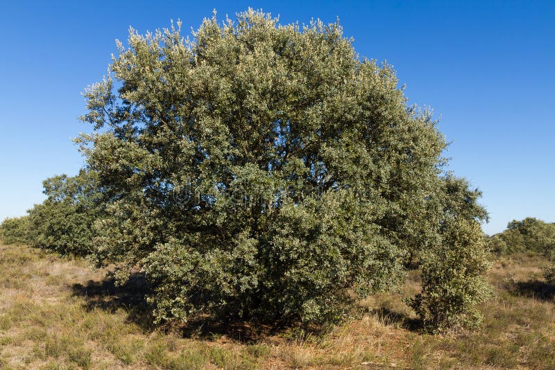 Holm Oak ( Quercus Ilex ) Tree Stock Image - Image of oaks, clear: 69772181