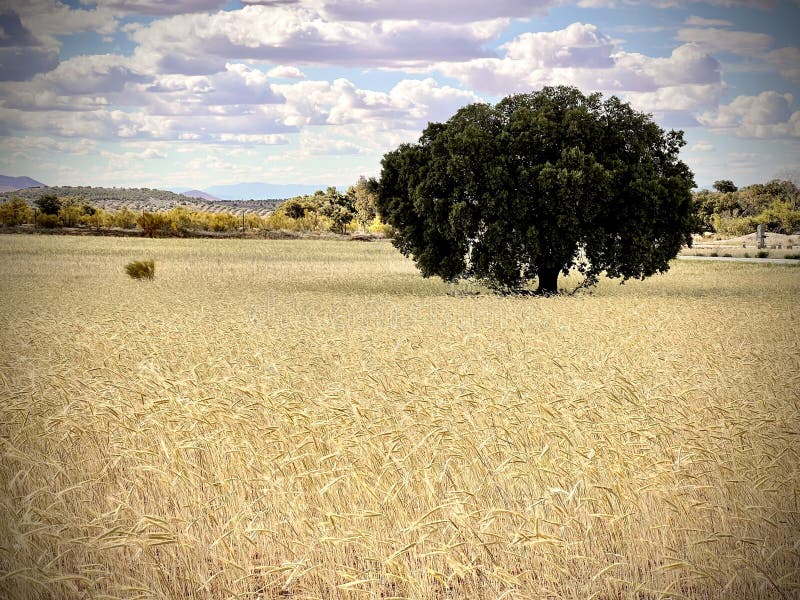 Holm oak in rye field stock photo. Image of perfect - 277966404