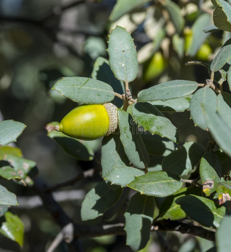 Holm Oak, Subsp Do Ilex Do Quercus Rotundifolia Foto de Stock - Imagem ...