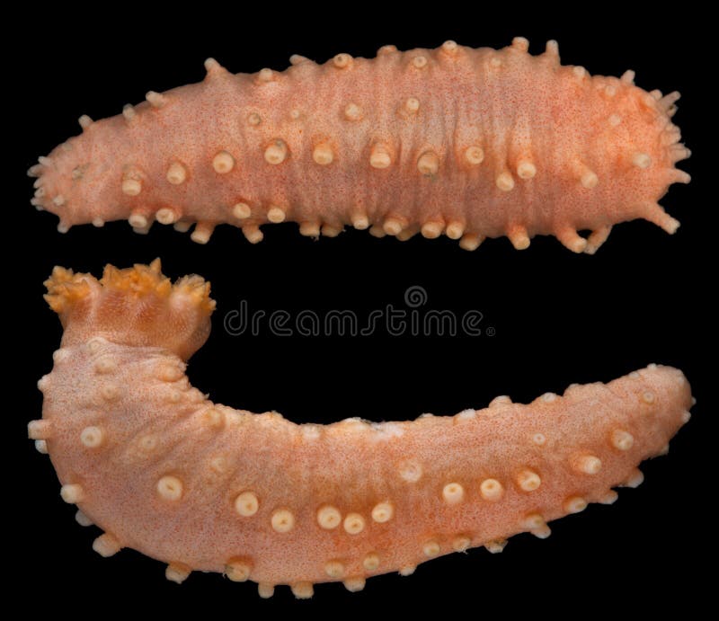 Holothurian stock image. Image of nature, animal, holothuroidea - 47862617
