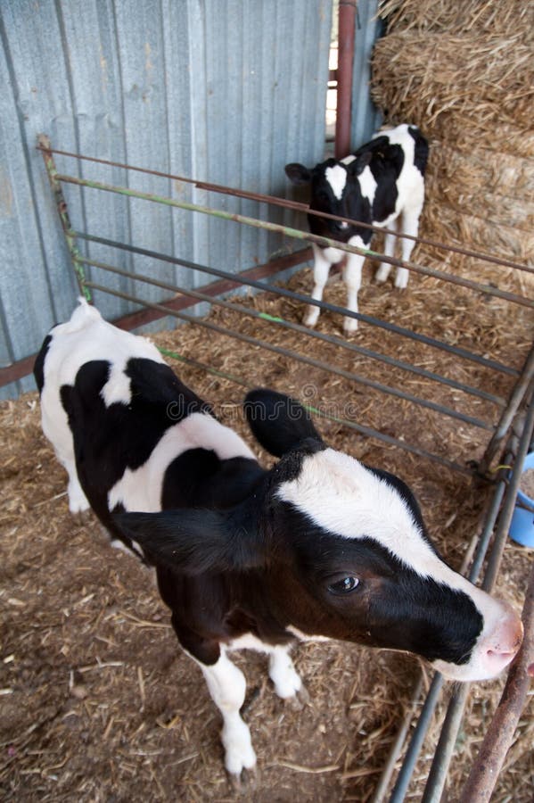 Holstein Calf stock photo. Image of straw, black, barn - 16757546