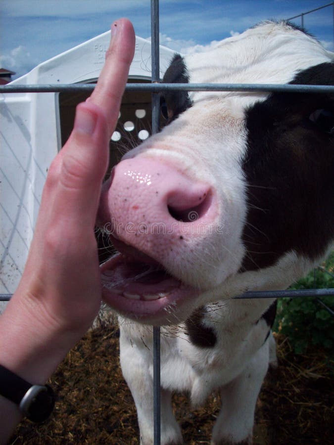 Cow licking calf stock photo. Image of face, farm, cute - 29125650