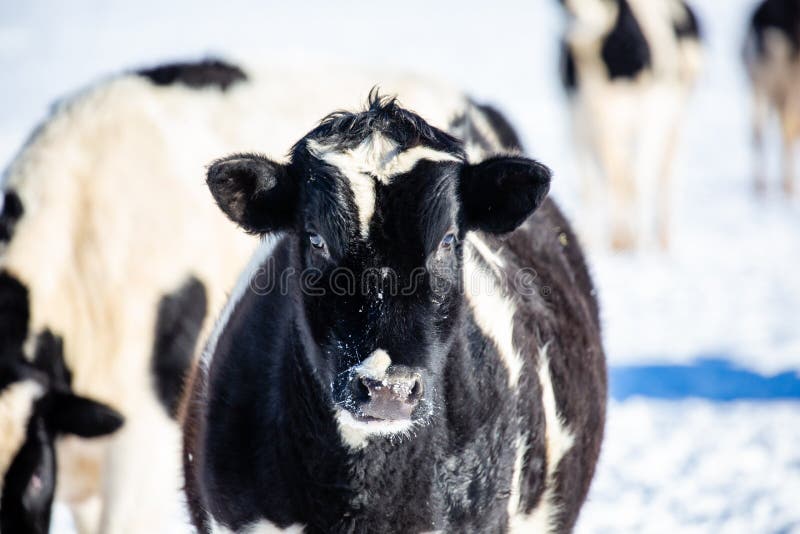 Holstein Calf with Snow on Her Face Stock Photo - Image of snow ...