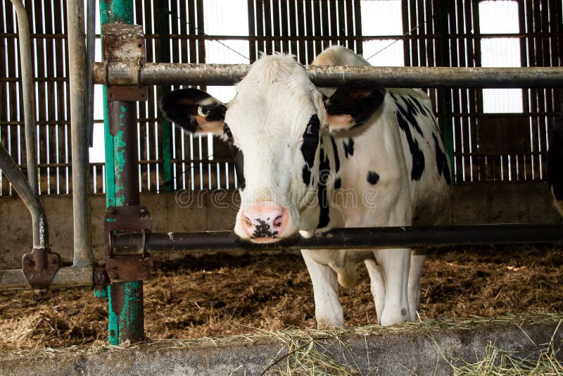 Holstein cattle stock photo. Image of farm, female, white - 74262948
