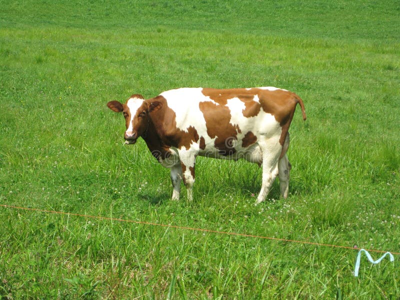 Female Holstein Cow Grazing Stock Photo - Image of bovine, fresh: 21093376