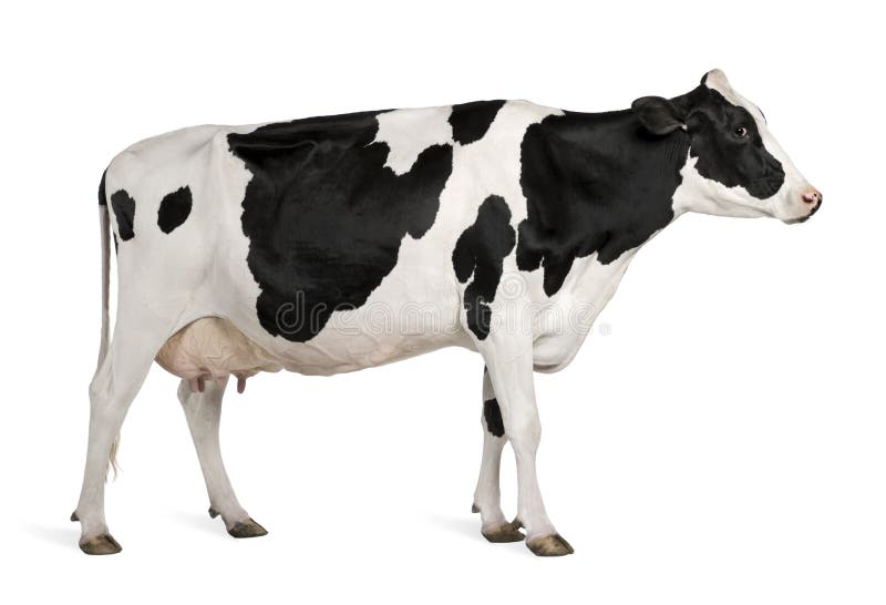 Cow is isolated stock image. Image of domestic, mammal - 10689925