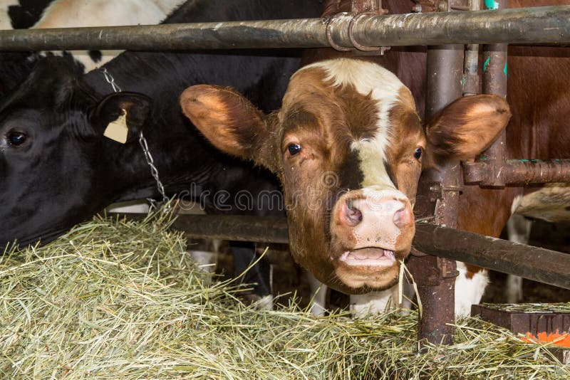 Brown Holstein Cow in Farmers Field Stock Photo - Image of animal ...