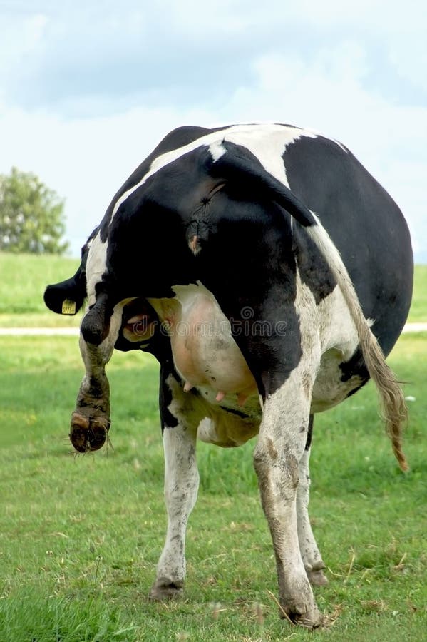 Holstein Cow from Behind stock photo. Image of pasture - 28512374