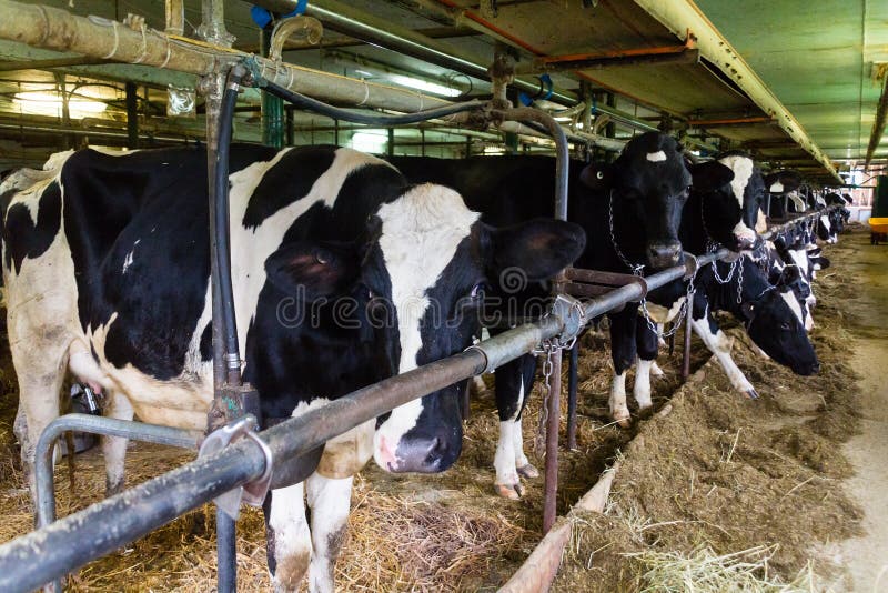 Indoor dairy farm stock photo. Image of feed, rural, agricolture - 15158448