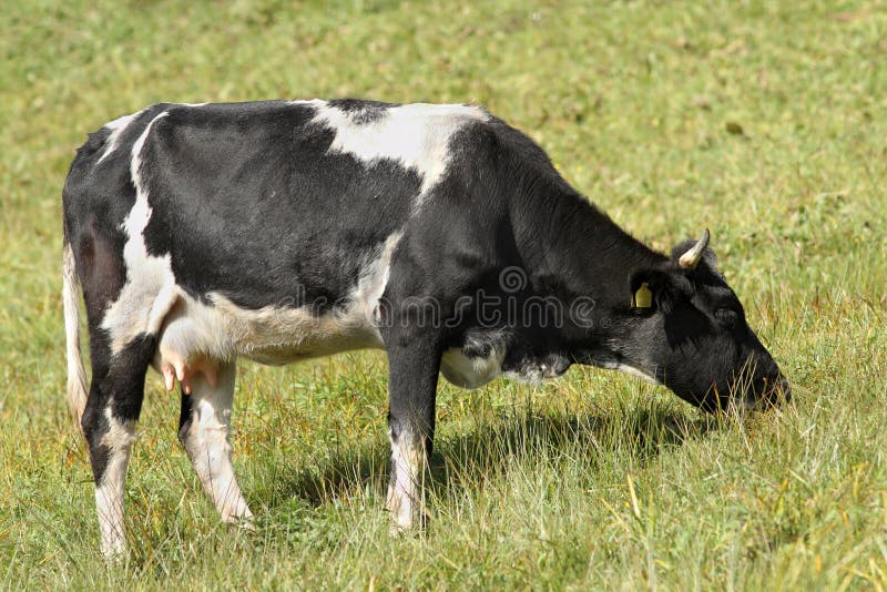 730 Female Holstein Cow Grazing Stock Photos - Free & Royalty-Free ...