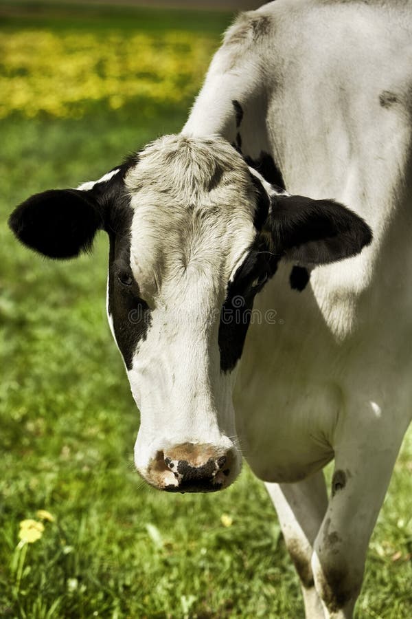 Holstein cow portrait stock photo. Image of face, white - 31282184