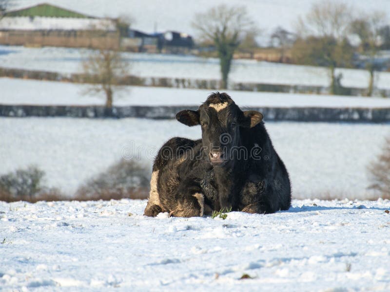 Holstein cow in snow stock image. Image of farming, lying - 48376723