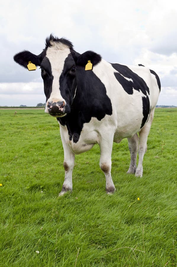 Holstein cow watching stock image. Image of cattle, agriculture - 22326679
