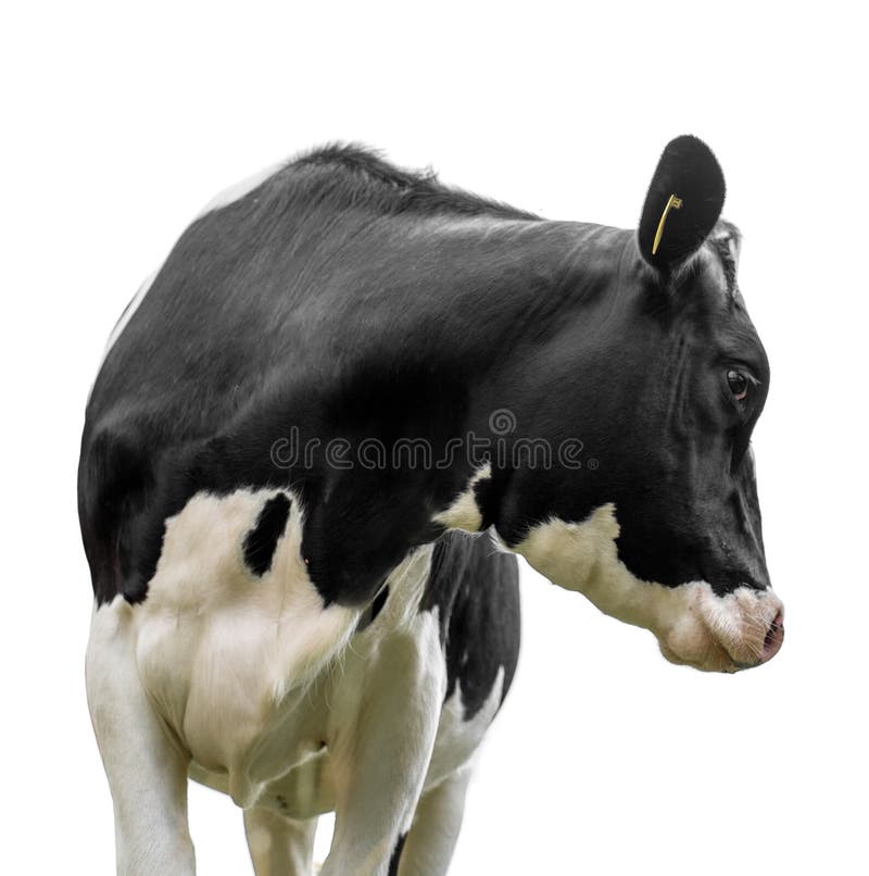 Holstein Friesian Face